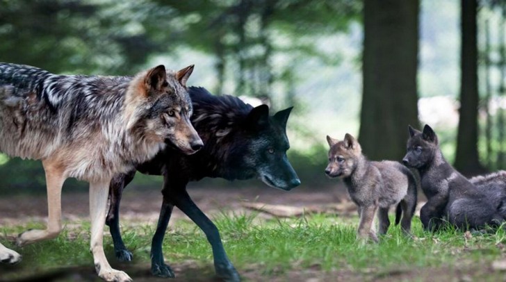 || EXPIRÉ || 20×2 tickets pour le parc Forestia à remporter | Meilleurs ...